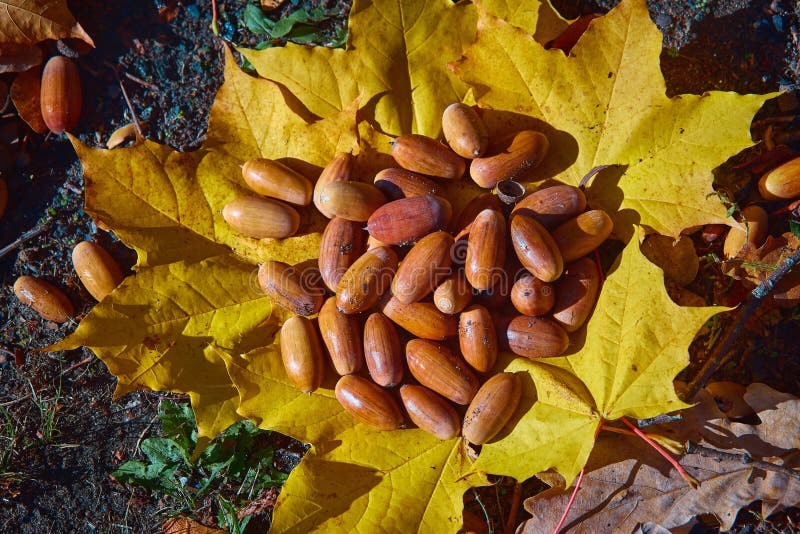Autumn Maple Leaf And Acorns Stock Image - Image of fresh, ripened: 3589623