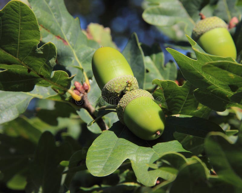 Acorns on Oak Branches with Green Leaves Stock Photo - Image of apple ...