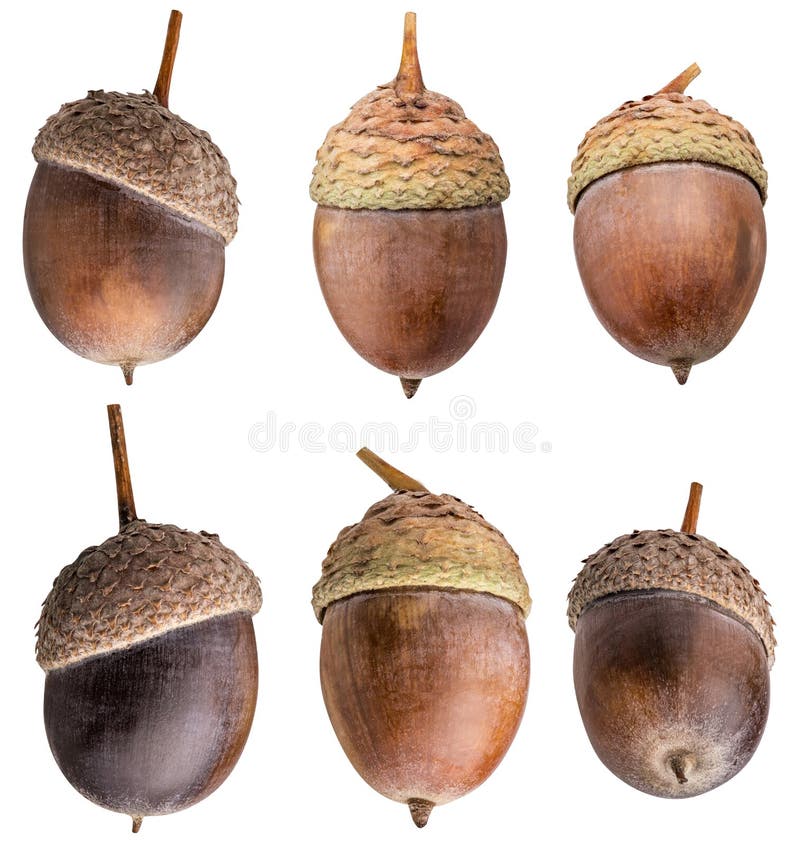Acorns of Oak Isolated on White Background Stock Photo - Image of ...