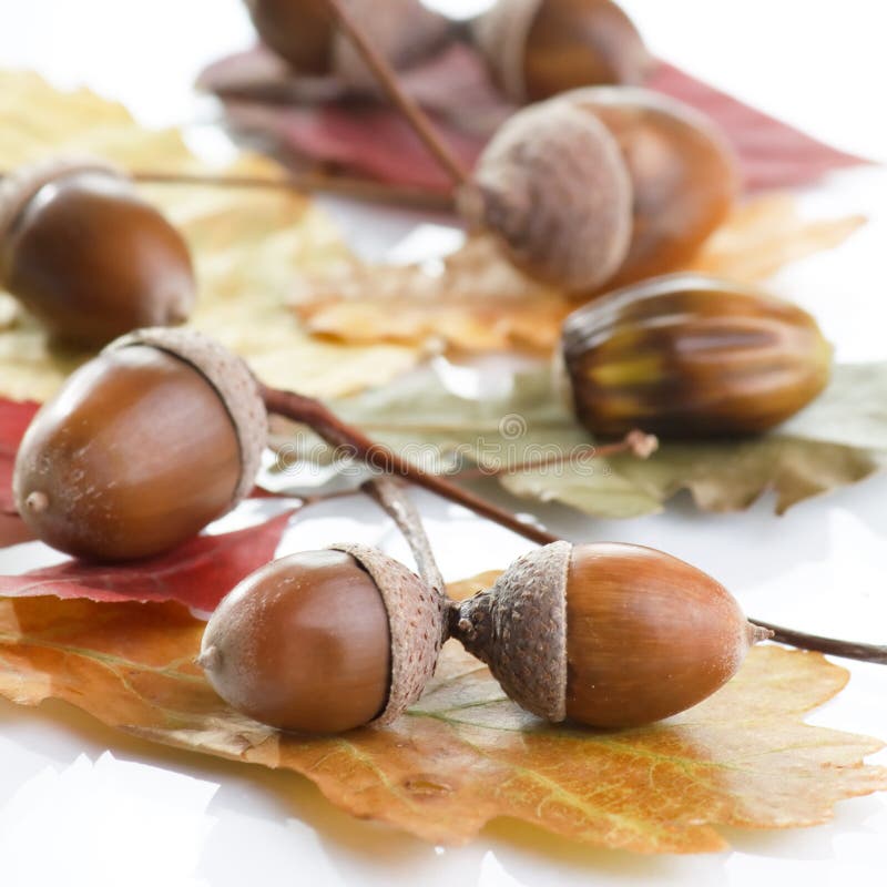 Acorns with oak leaves stock photo. Image of october - 10948070