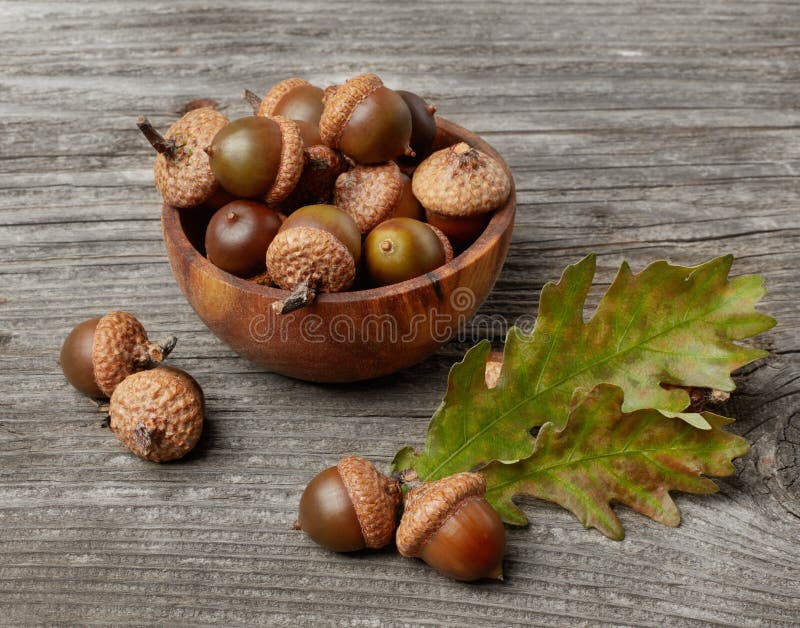 Dried acorns on wood stock photo. Image of yellow, food - 127051730
