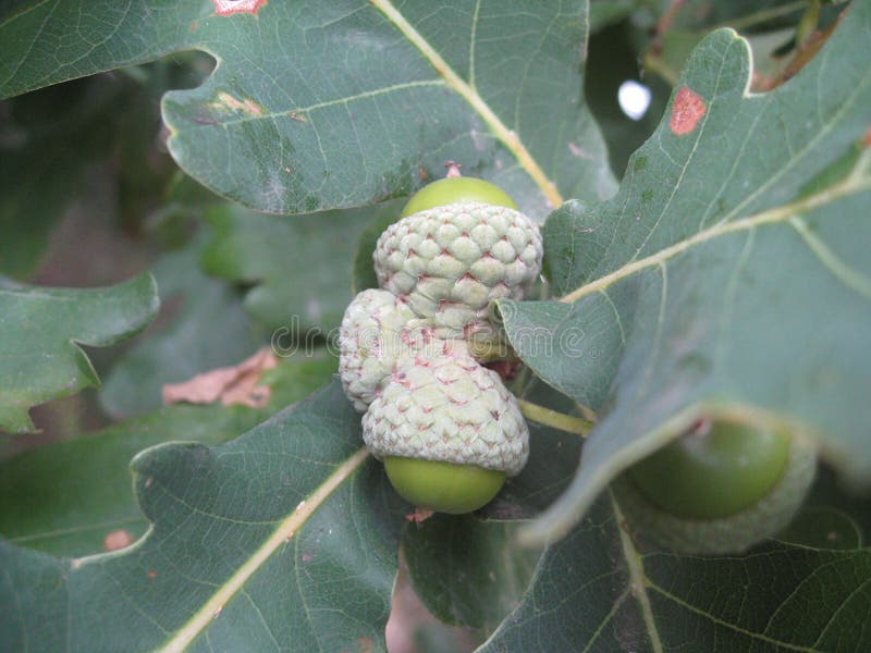 Acorns of oak stock image. Image of mysterious, leves - 182381479