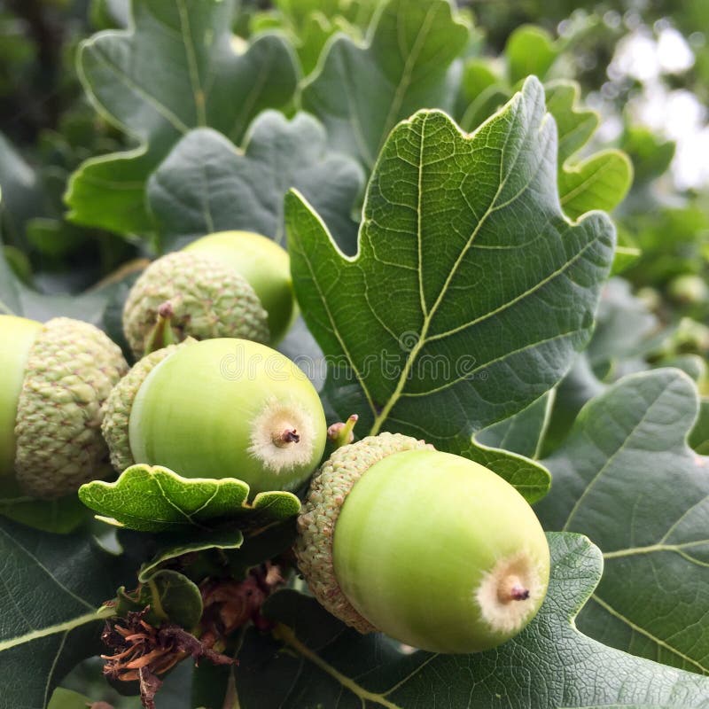 Acorns on oak tree stock image. Image of nature, hardwood - 59451193