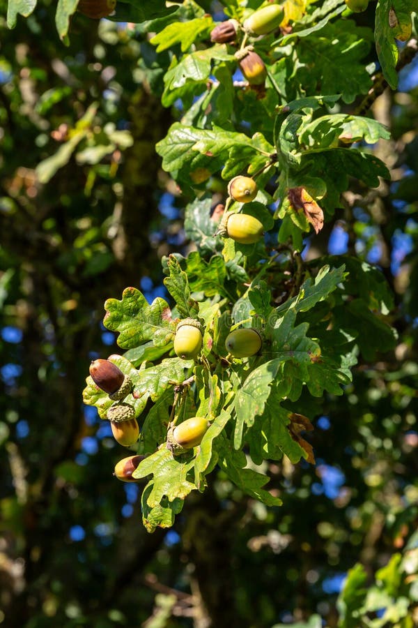 Acorns on an Oak Tree in September, with a Shallow Depth of Field Stock ...