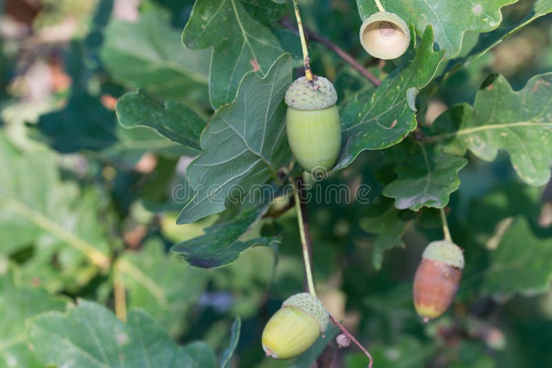 Acorns of Red Oak, Quercus Rubra on Twig Stock Photo - Image of macro ...