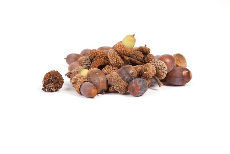 Acorns stock photo. Image of fall, isolated, pile, tree - 53294450