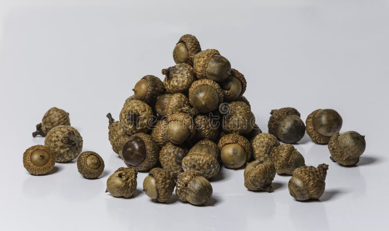 Acorns stock photo. Image of pile, autumn, stack, food - 60407116