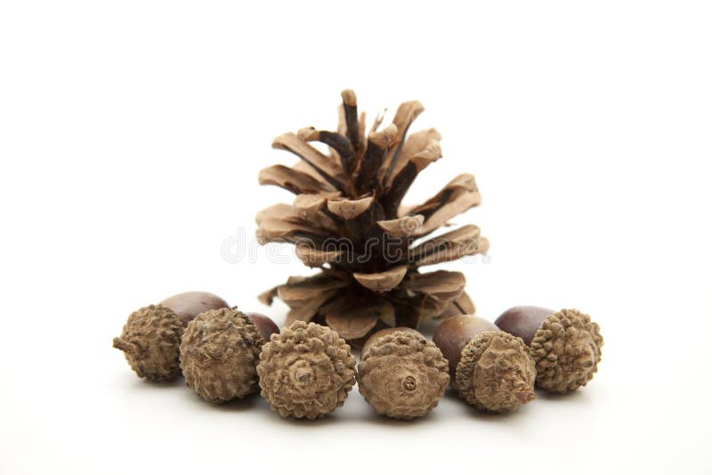 Acorns and pine cones stock image. Image of shell, forest - 16990173