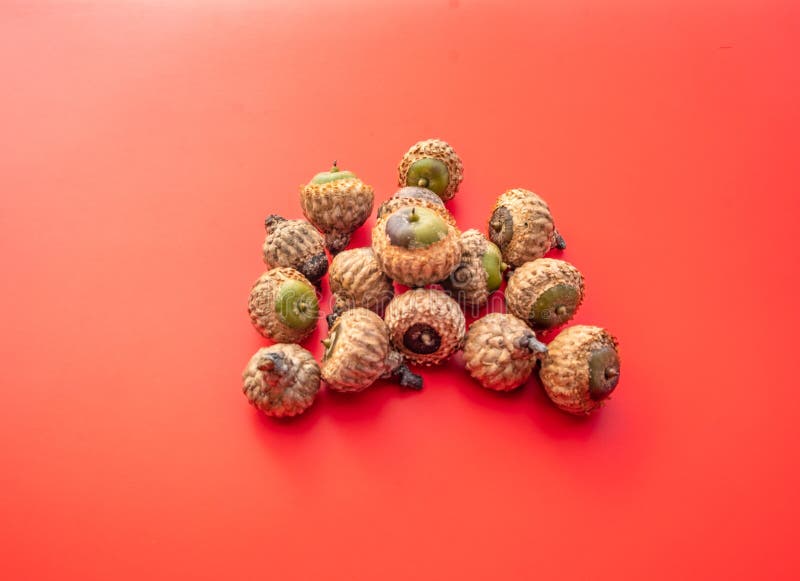 A Pile Acorns on a Red Background Stock Photo - Image of background ...