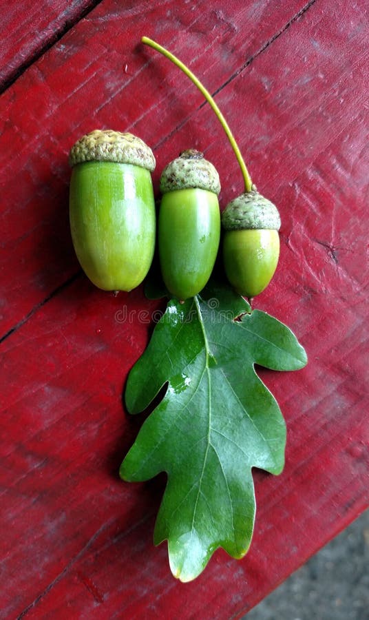 Acorns on a Red Wooden Surface Stock Image - Image of tree, fruit ...