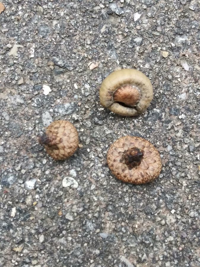 Tiny Acorns Growing In Clusters On Oak Tree In Florida - Quercus ...
