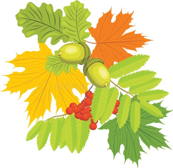 Green Rowan Sprig Stock Illustrations – 343 Green Rowan Sprig Stock ...