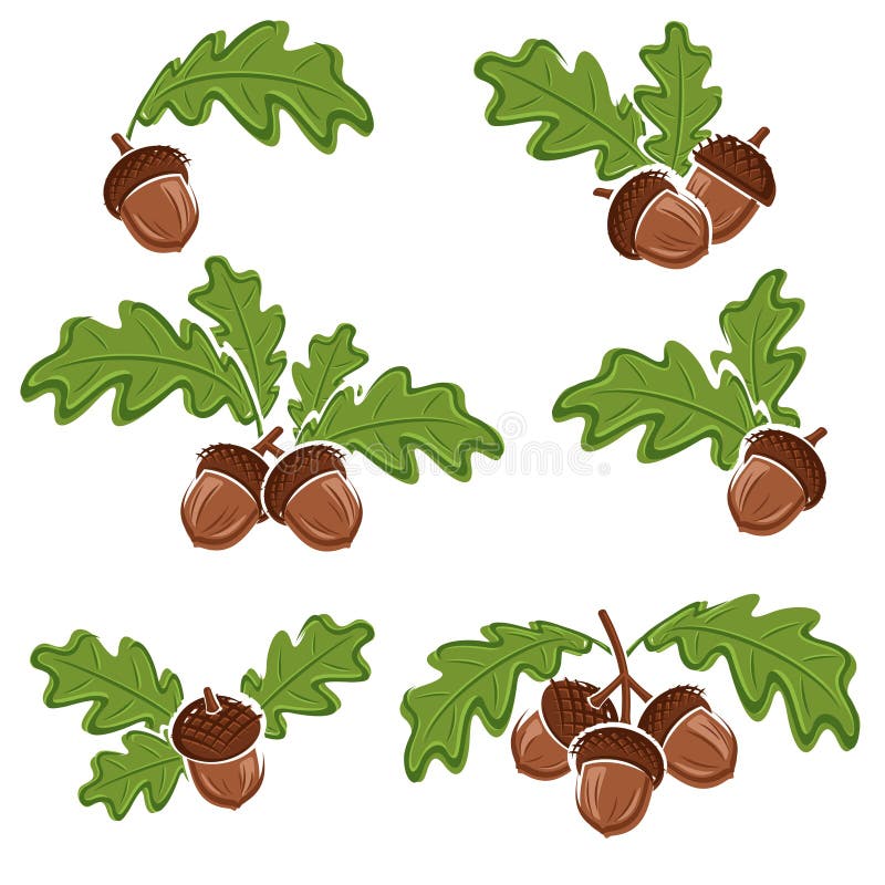 Acorns Set. Collection Icon Acorns Stock Illustration - Illustration of ...