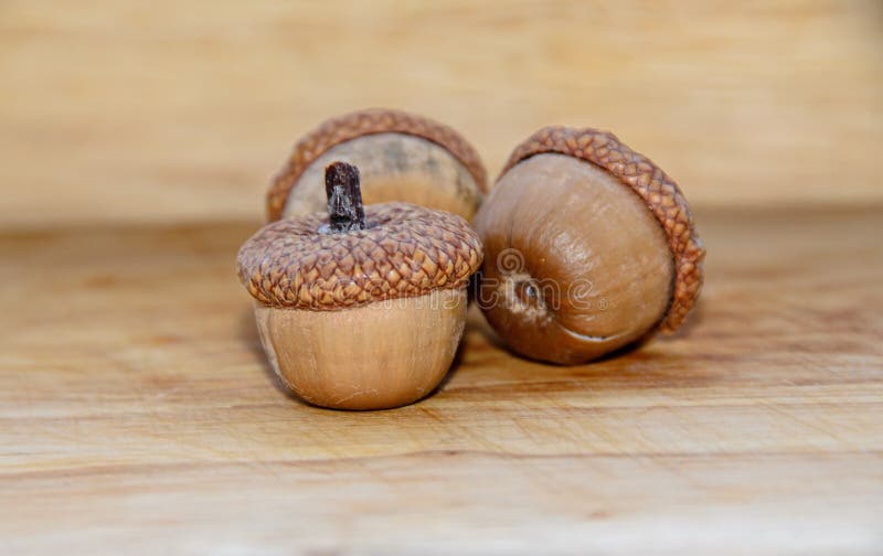 Acorns with Shells Standing on Wood Background, Oak Nuts, Close Stock ...