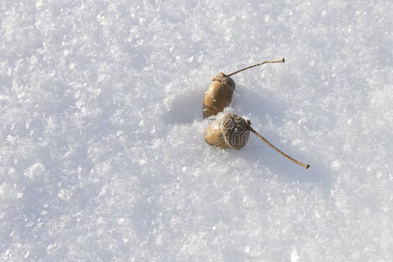 Acorns on the Snow, Lit by the Sun in a Winter Day Stock Image - Image ...