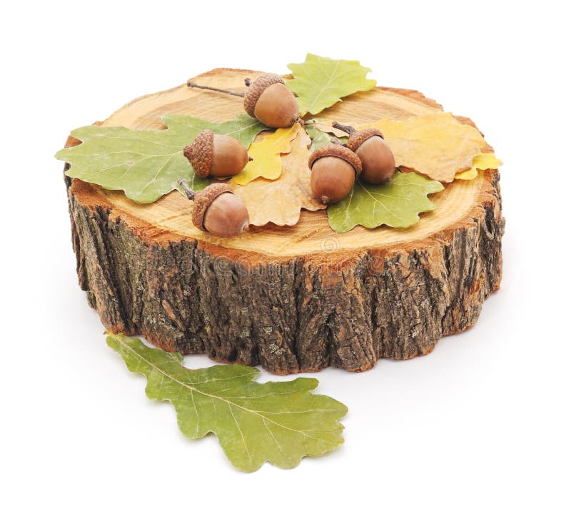 Acorns on the stump. stock photo. Image of october, september - 79896820