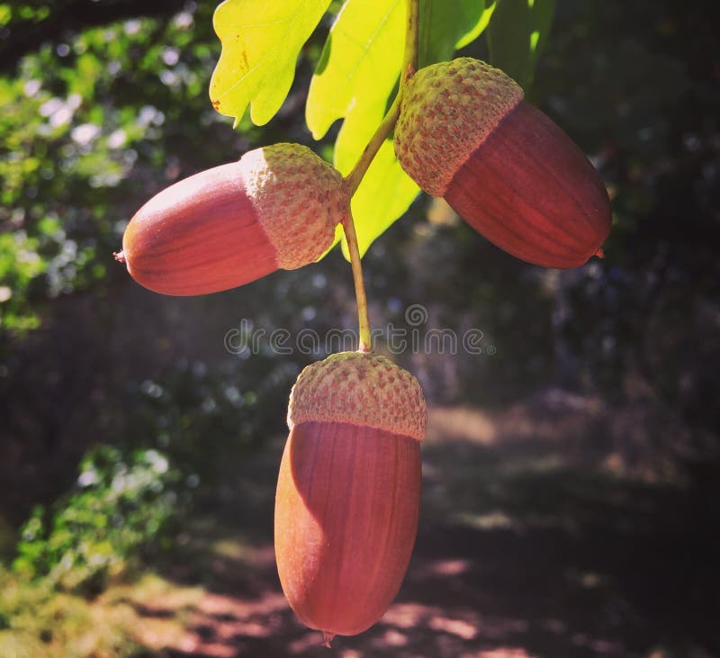 Autumn Acorns on Grass, Vintage Look Stock Image - Image of instagram ...