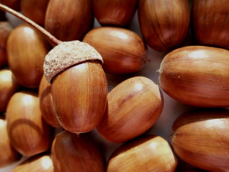 Acorns texture background stock photo. Image of decoration - 43019710