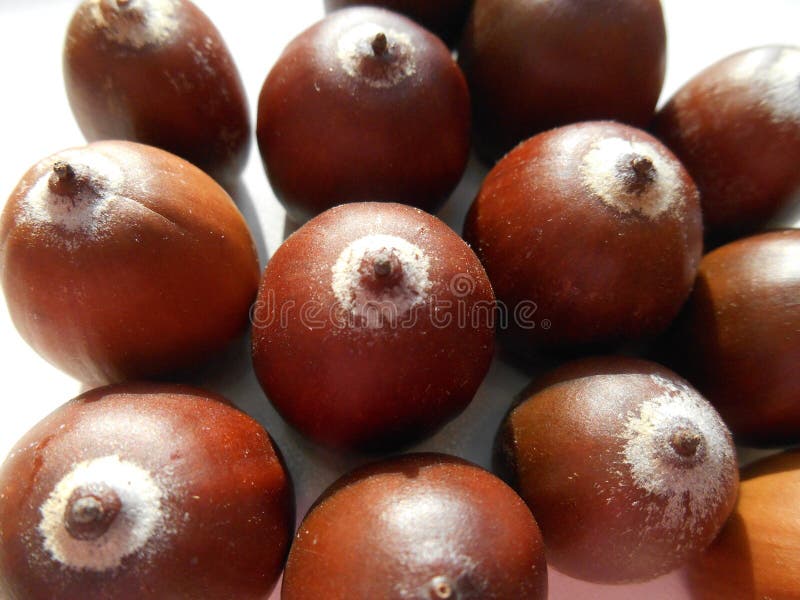Acorns texture background stock photo. Image of isolated - 43019766