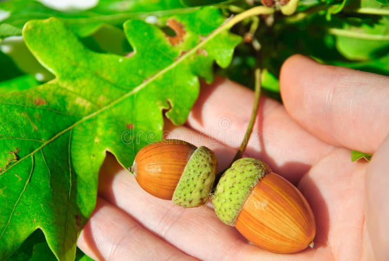 Acorns tree stock image. Image of fresh, tree, acorn - 11284123