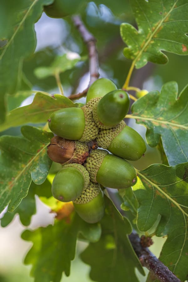 Acorns on the tree stock image. Image of close, hardwood - 228704389