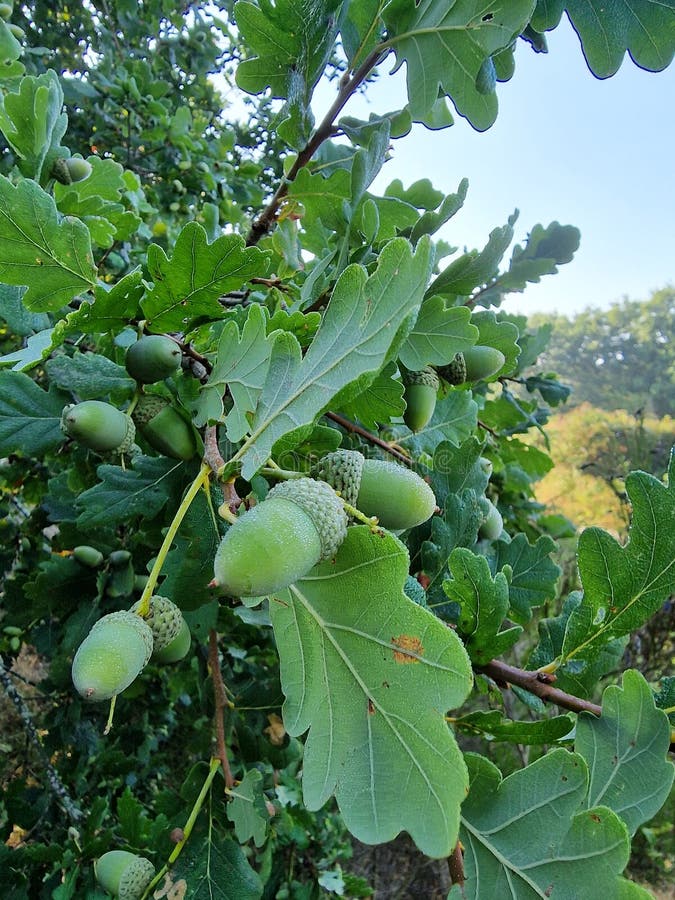 Acorns on a Tree on a Cold Morning Stock Photo - Image of hanging ...