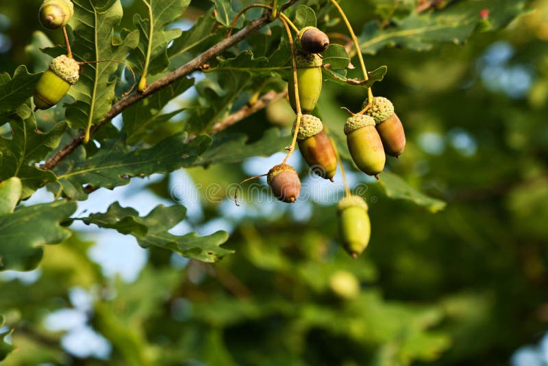 Acorns on tree stock photo. Image of nature, acorns, closeup - 44234922