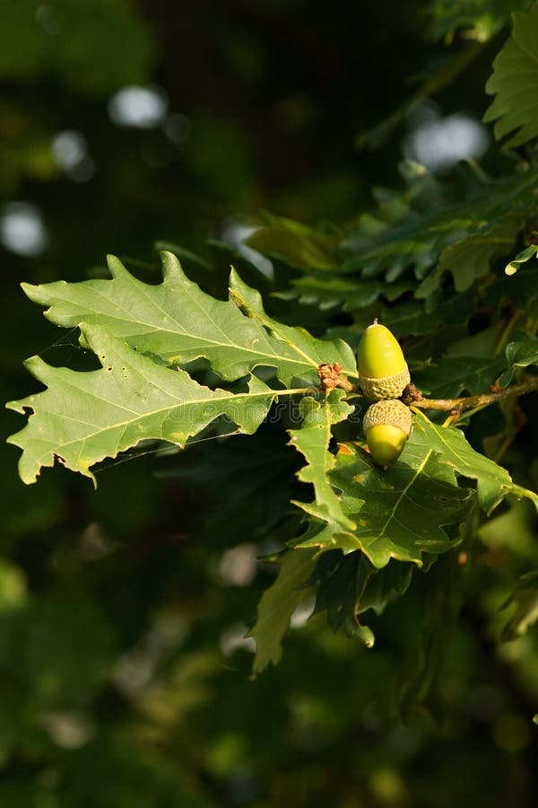 Acorns on tree stock photo. Image of sunny, autumn, plant - 44235006