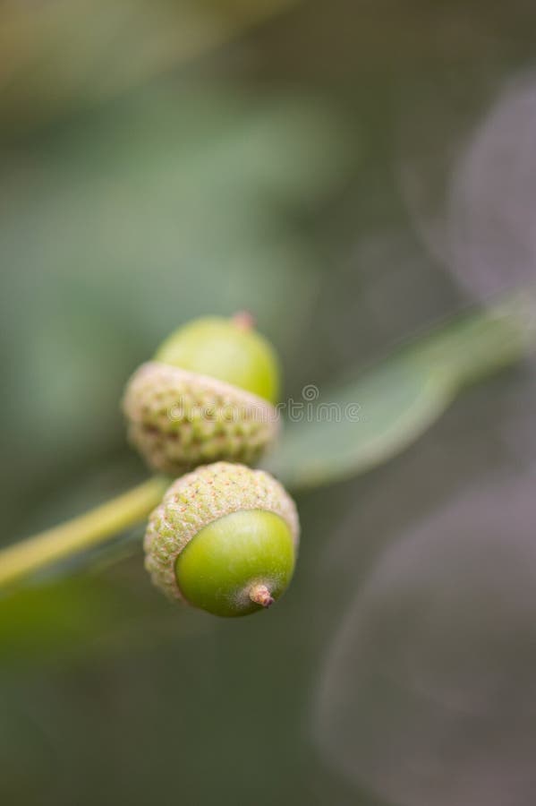 Acorns in tree stock photo. Image of autumn, acorn, tree - 33487220