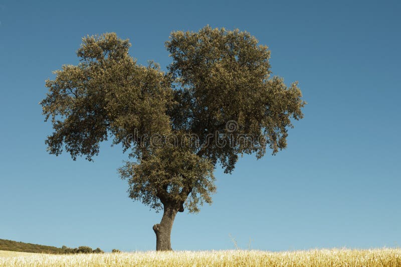 Acorns tree and arcon stock image. Image of countryside - 26745753