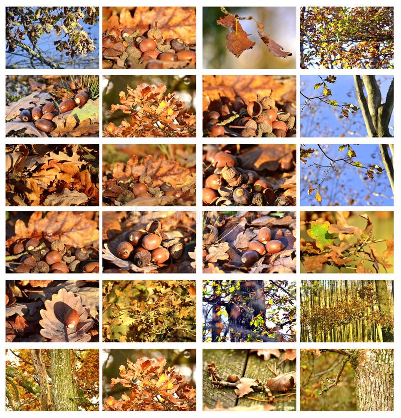Acorns and trees megaset stock image. Image of natur - 27418997