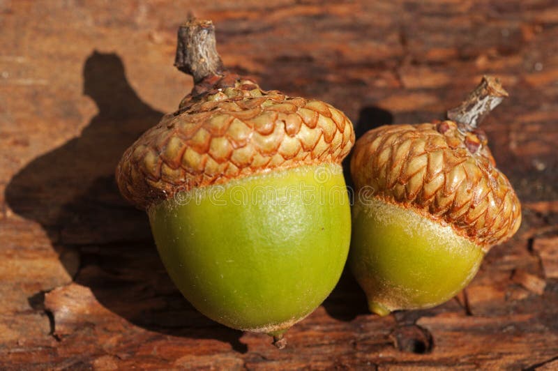 Acorns stock image. Image of line, natural, pannage, background - 43577393
