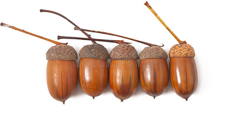 Acorn Different Type and Sizes Stock Photo - Image of type, closeup ...