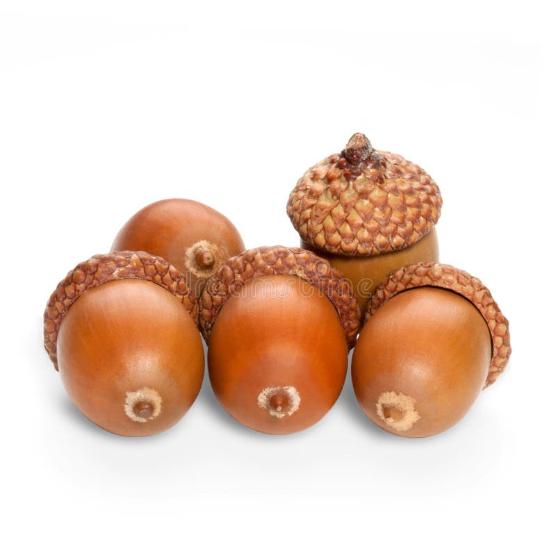 Three acorns stock photo. Image of isolated, close, food - 3572988