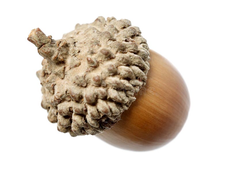 Acorns on white background stock image. Image of season - 145829073