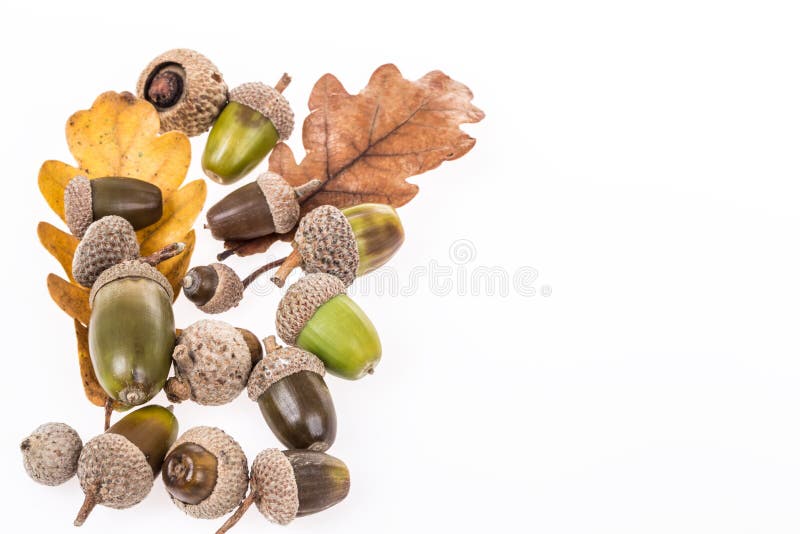 Acorns on white stock photo. Image of autumn, isolated - 44422038