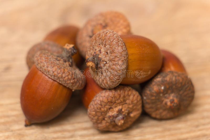 Acorns stock image. Image of fall, healthy, food, dried - 60586967