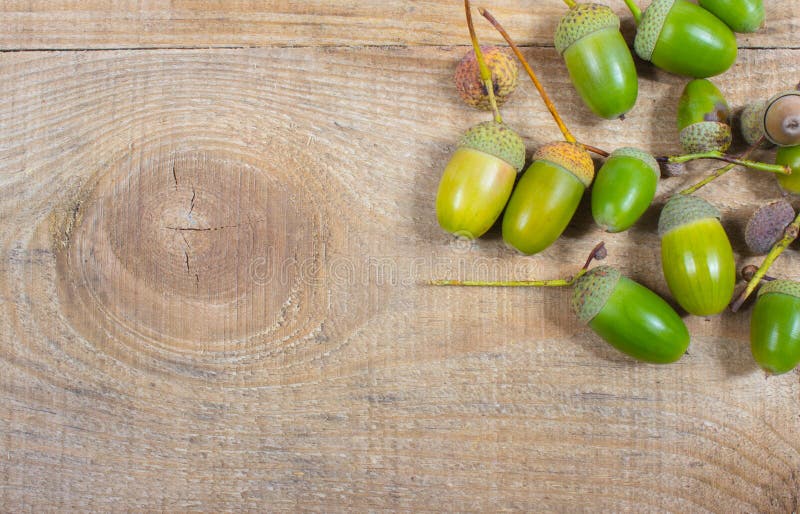Acorns on a wooden table stock image. Image of macro - 59519207