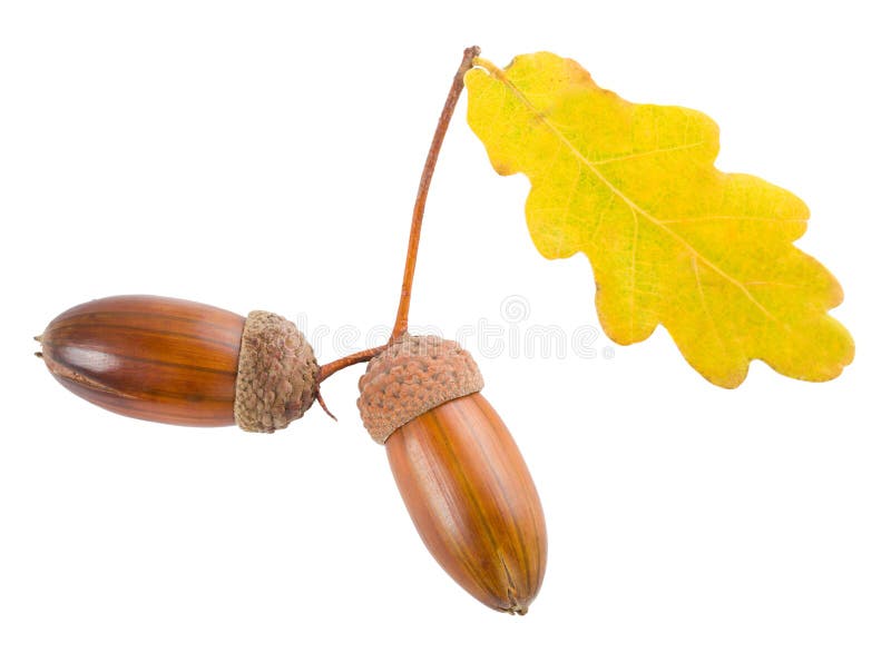 Acorn isolated stock image. Image of collection, bush - 4340561