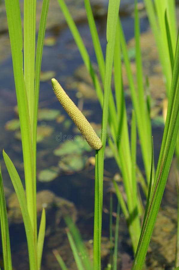 Acorus calamus stock photo. Image of green, root, lake - 26859340