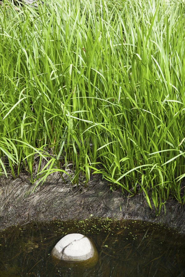 Acorus calamus stock image. Image of season, green, flora - 74463425