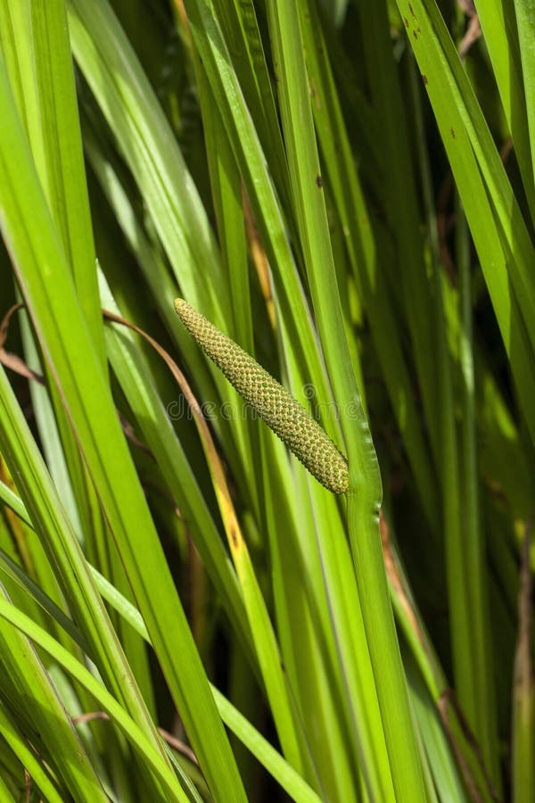 Acorus calamus stock image. Image of acorus, pond, outdoor - 95790243