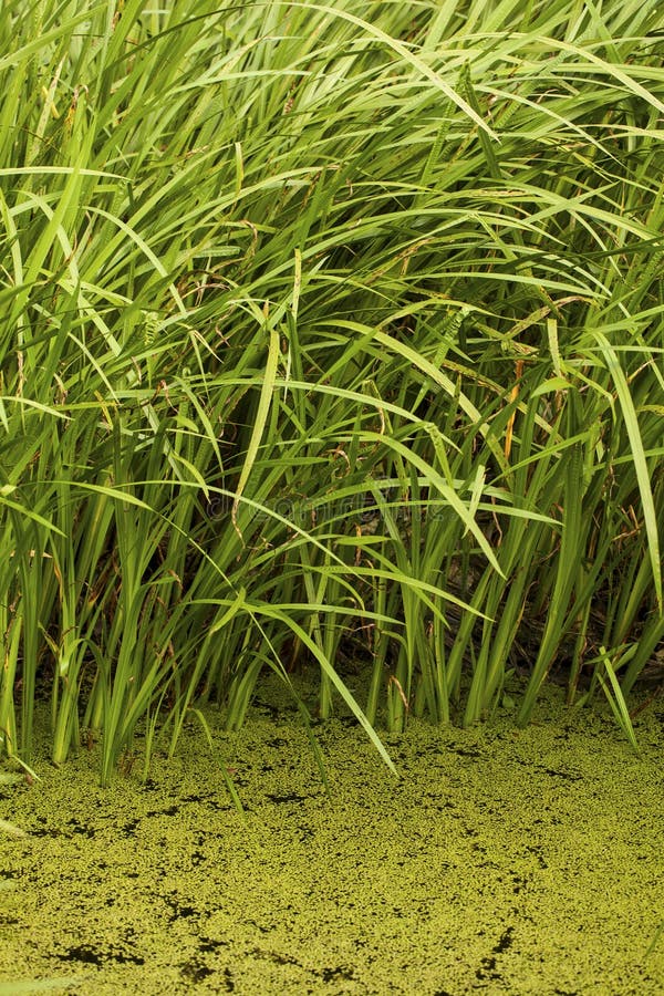 Acorus calamus stock image. Image of green, summer, leaf - 95790363