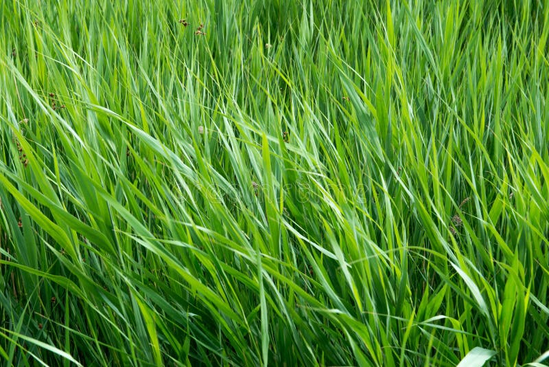 246 Grass Acorus Stock Photos - Free & Royalty-Free Stock Photos from ...