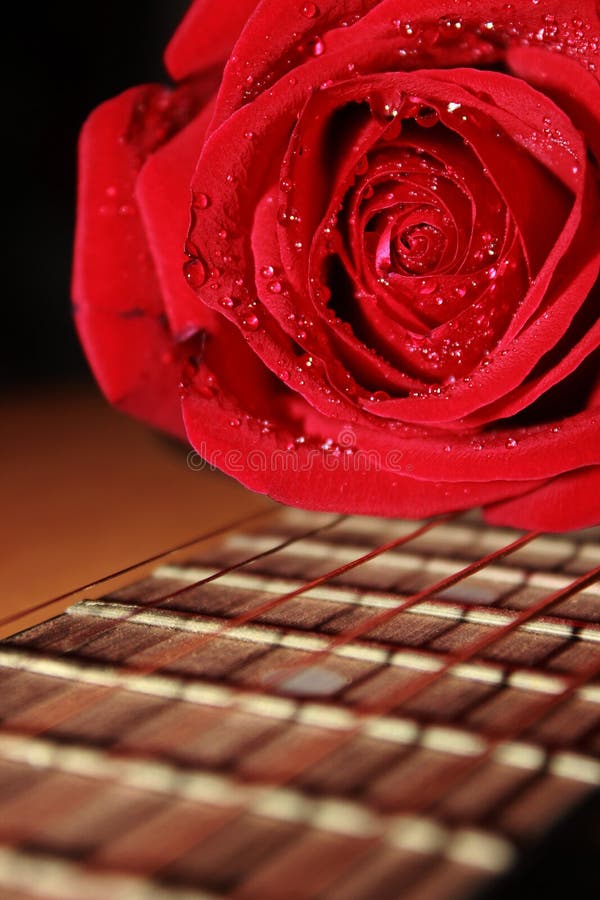 Red Rose on the Strings of an Acoustic Guitar Stock Photo - Image of ...