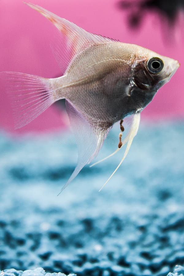 Acqua dolce della squama immagine stock. Immagine di cuori - 140187179