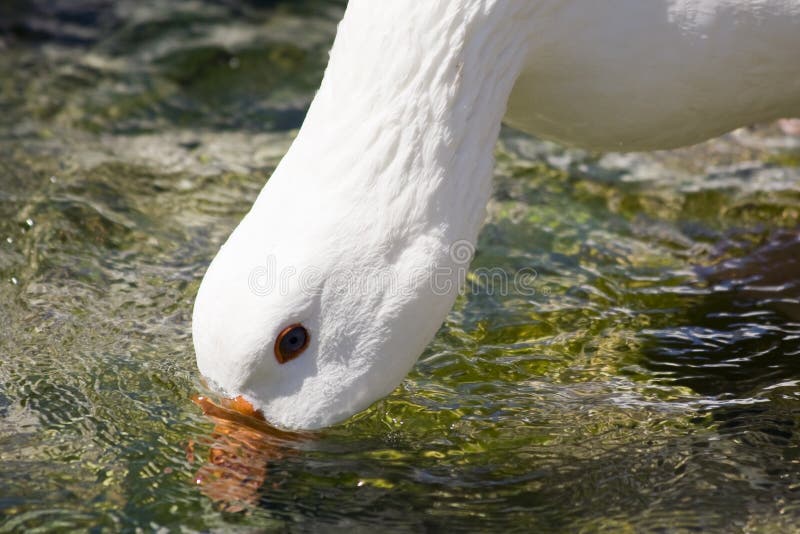 Oca bianca che beve acqua immagine stock. Immagine di alimentazione ...