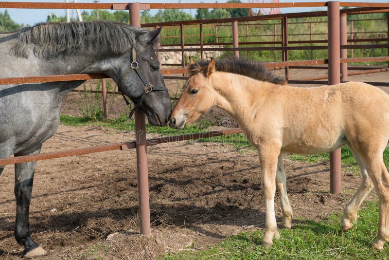 Acquaintance stock image. Image of grazing, meadow, care - 44485655