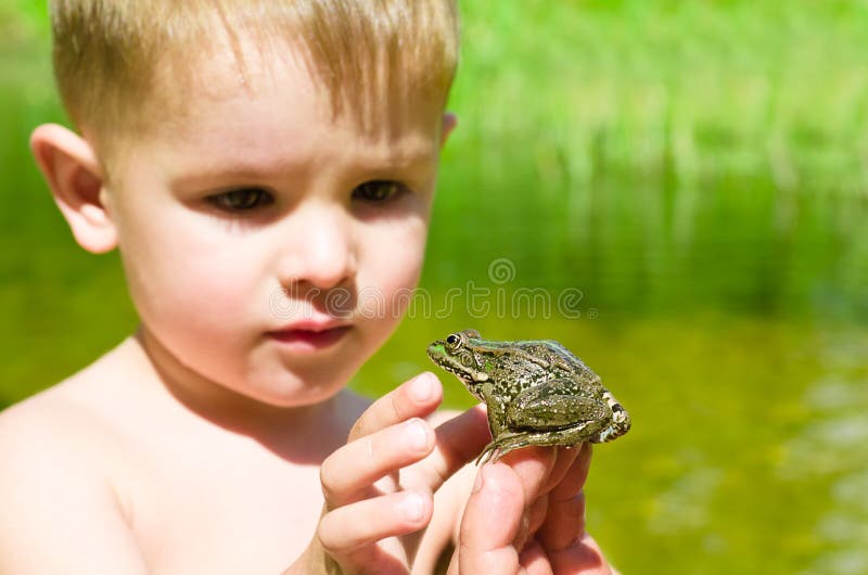 Cute Little Boy Holding Frog Stock Photo - Image of holding, nature ...