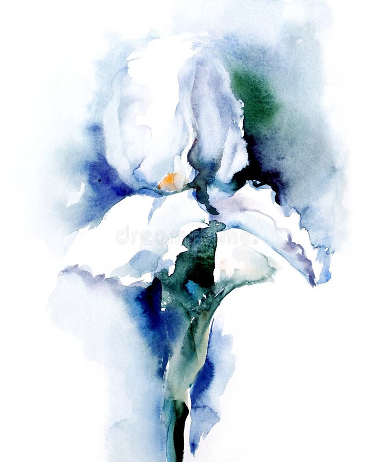 Il Campo Selvaggio Blu Fiorisce L'acquerello Su Fondo Bianco ... Il Campo Selvaggio Blu Fiorisce L'acquerello Su Fondo Bianco ...